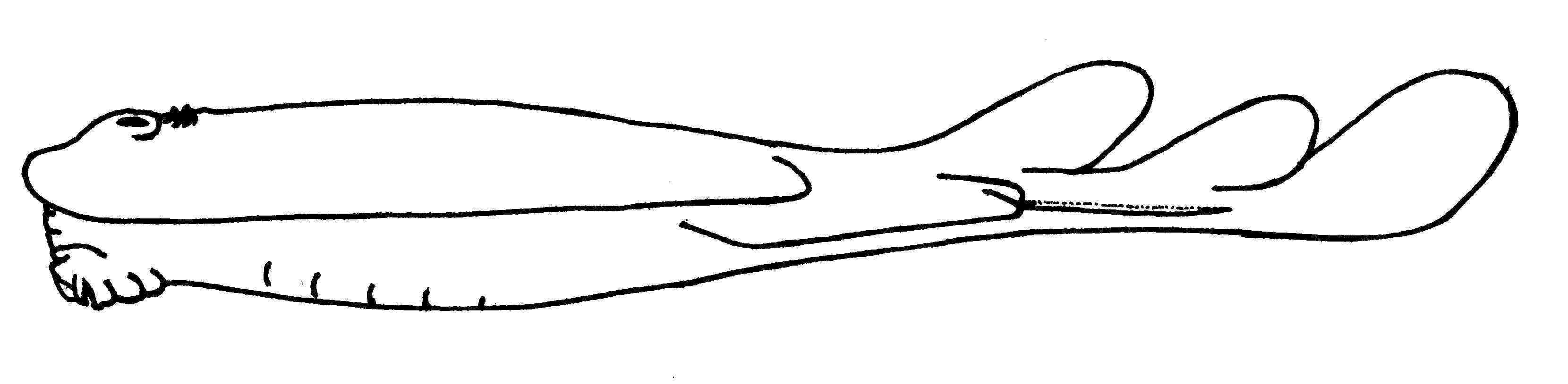 Electrolux addisoni Compagno & Heemstra, 2007