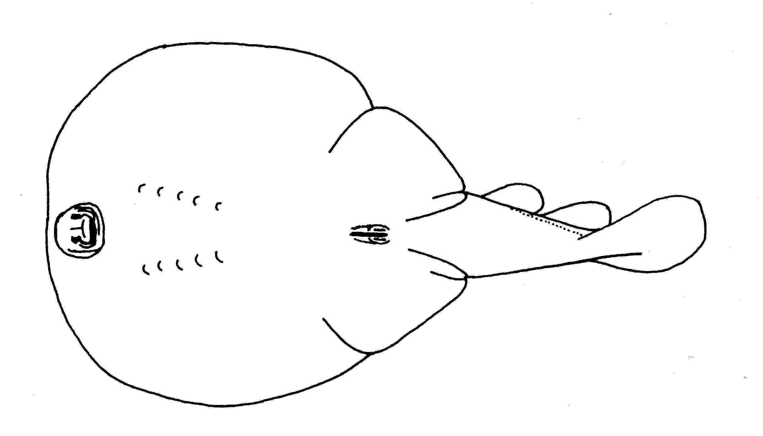 Electrolux addisoni Compagno & Heemstra, 2007