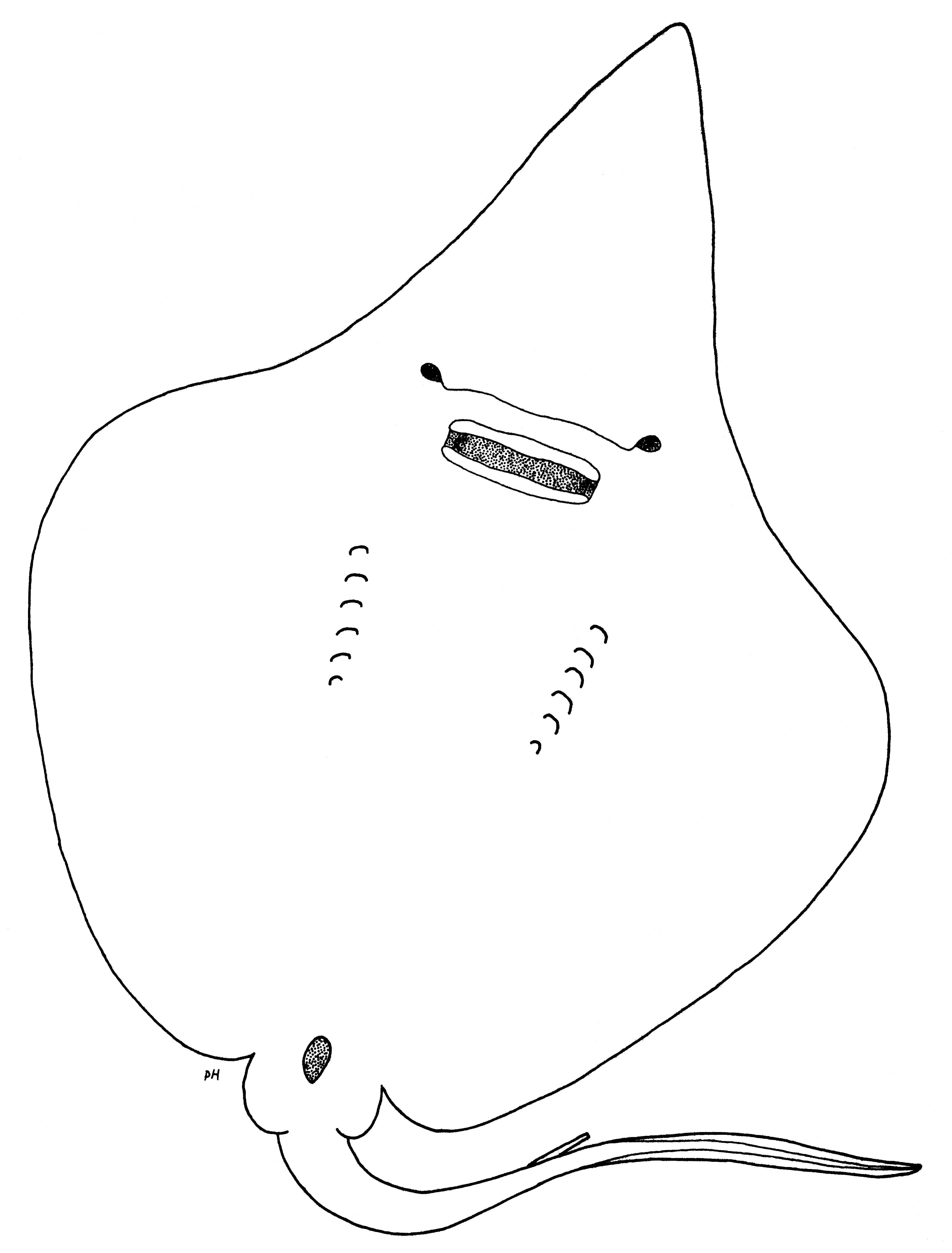 Hexatrygon bickelli Heemstra & Smith, 1980