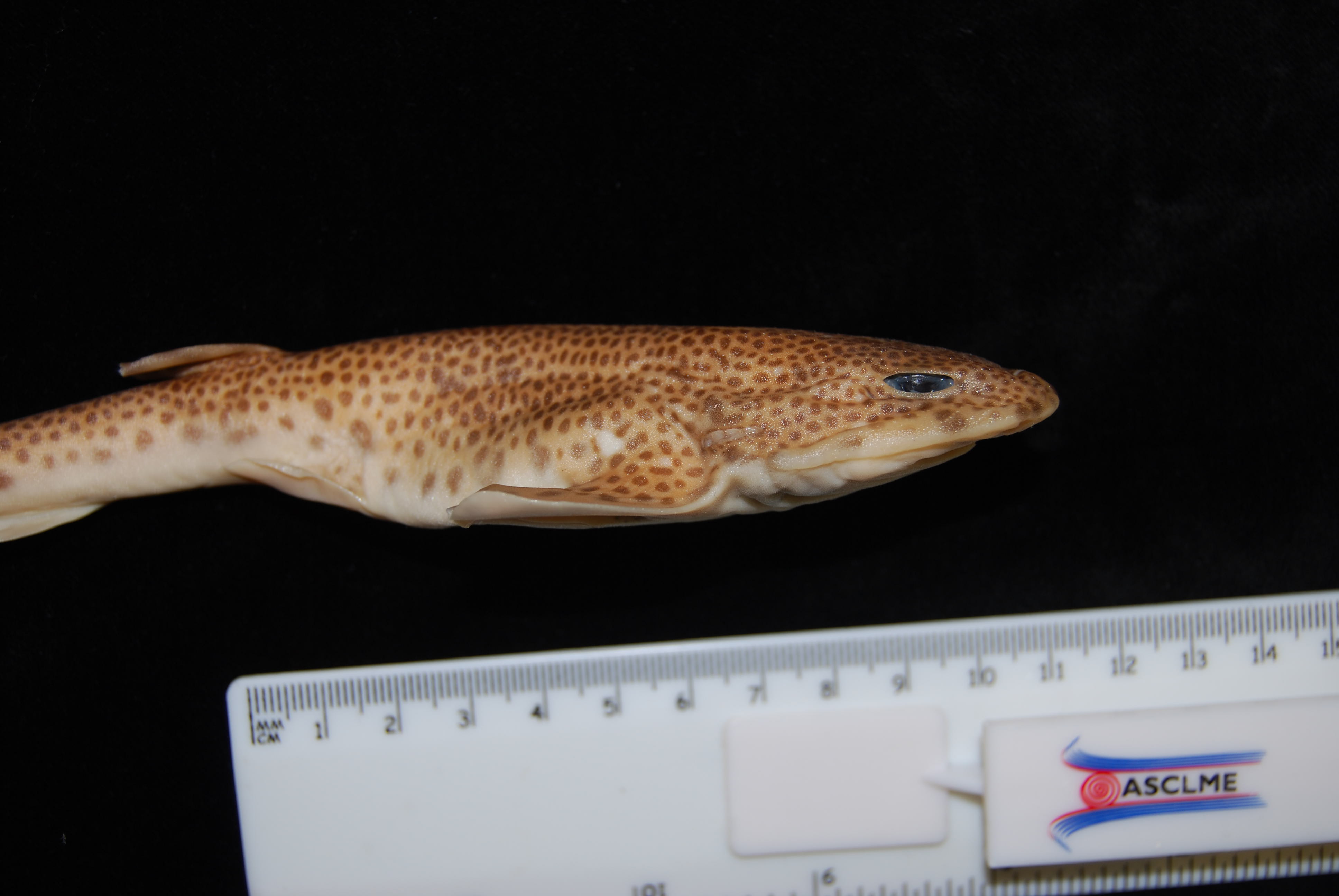 Holohalaelurus Fowler, 1934