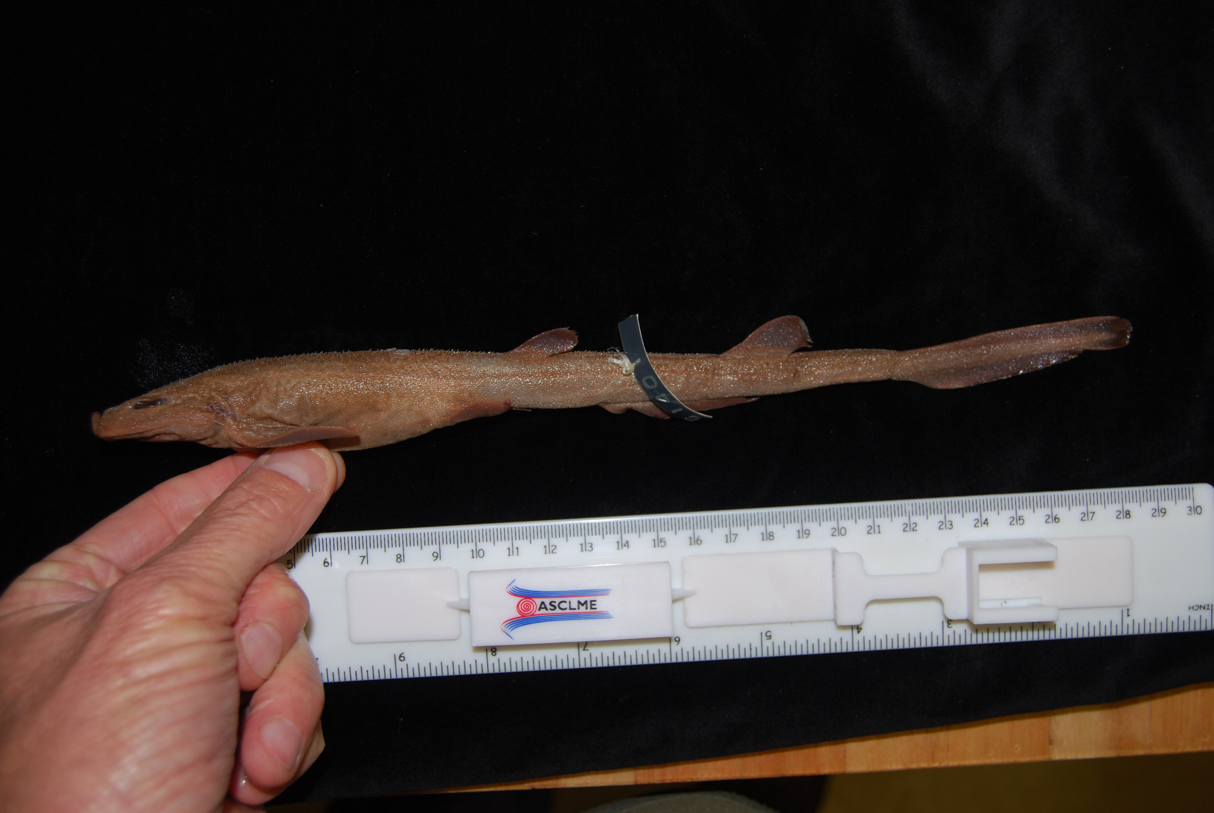 Holohalaelurus Fowler, 1934