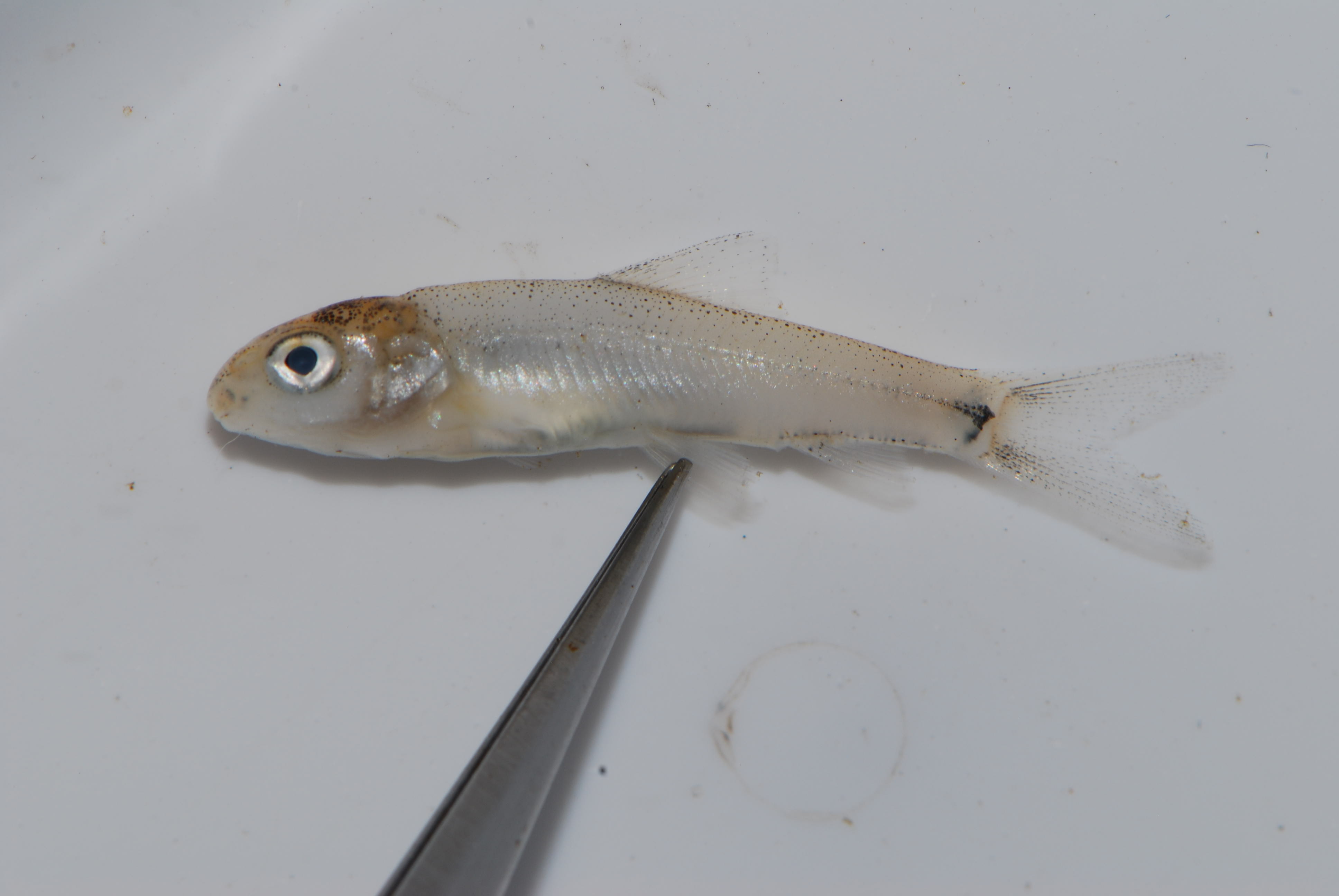 Labeobarbus codringtonii (Boulenger, 1908)