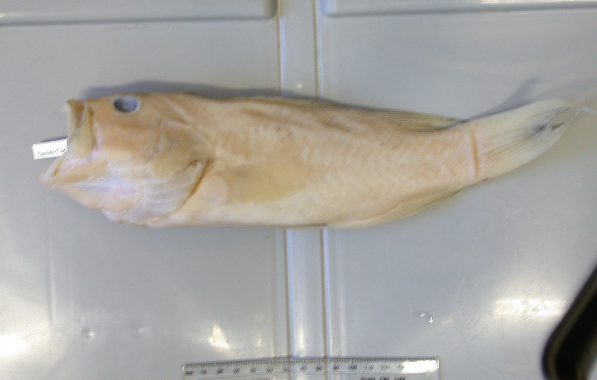 Cephalopholis aurantia (Valenciennes, 1828)