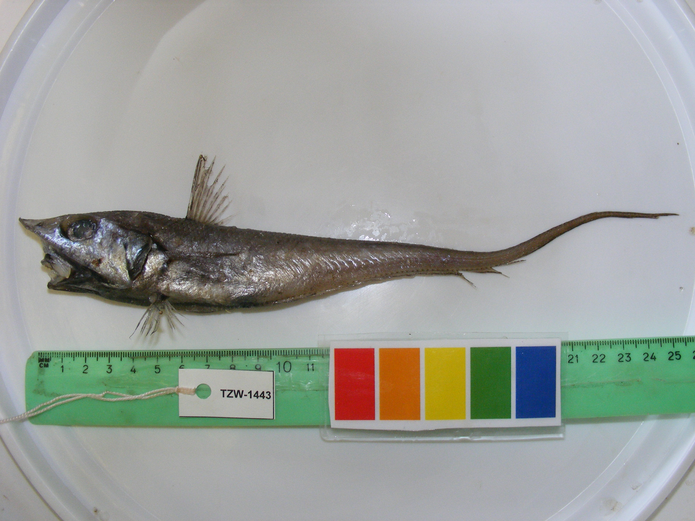 Coelorinchus denticulatus Regan, 1921