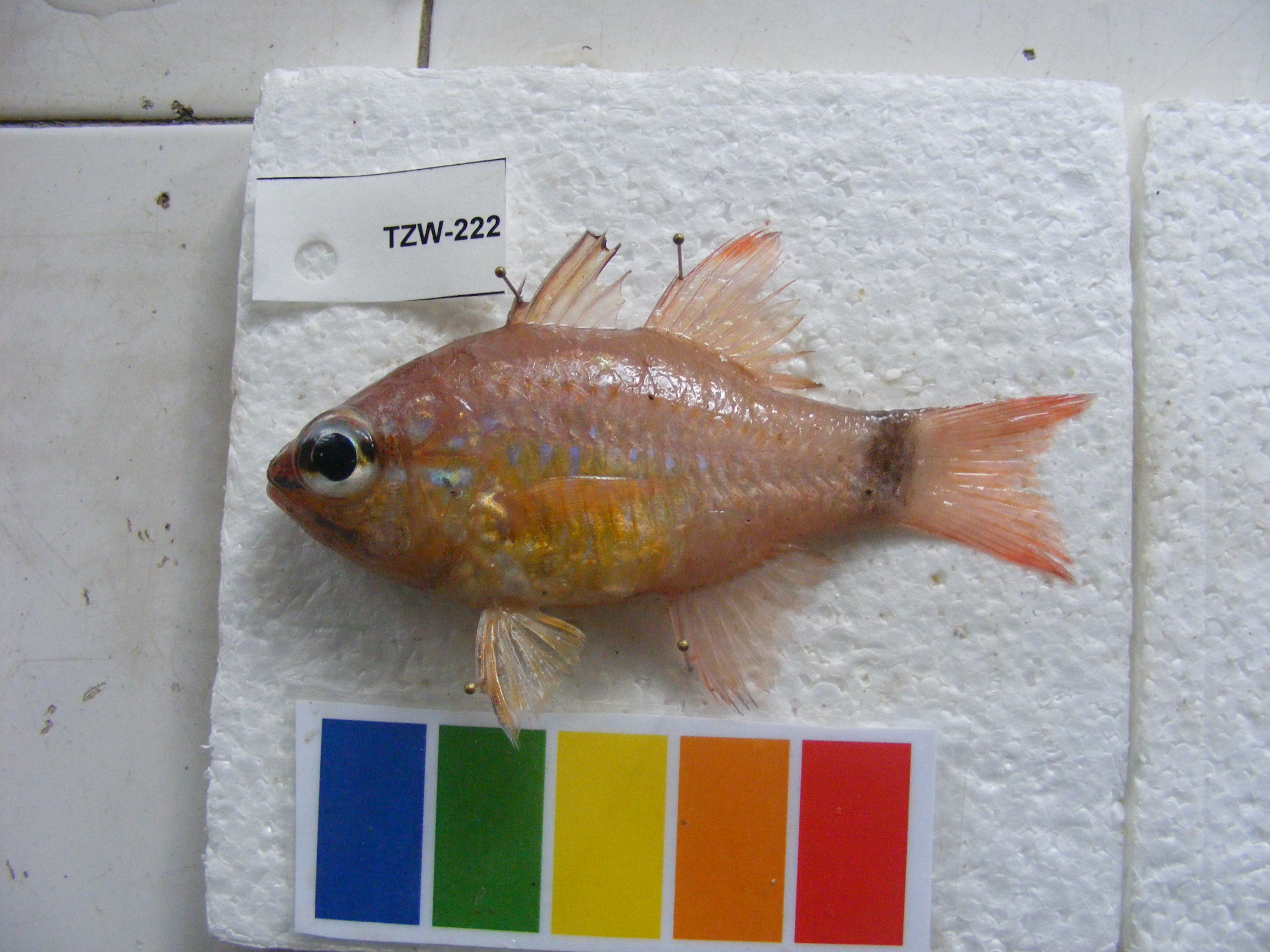 Apogon aureus (Lacepède, 1802)