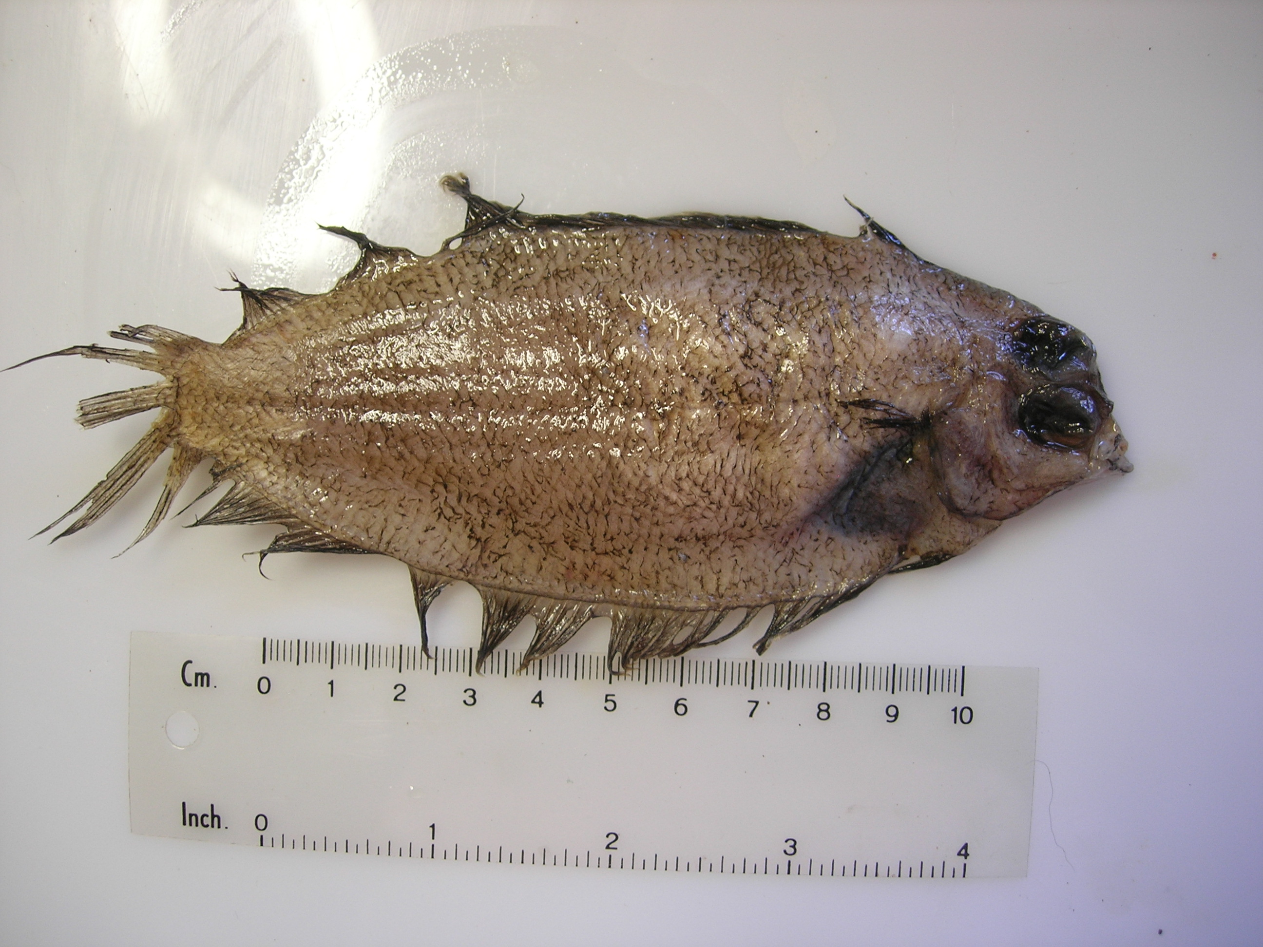 Poecilopsetta natalensis Norman, 1931