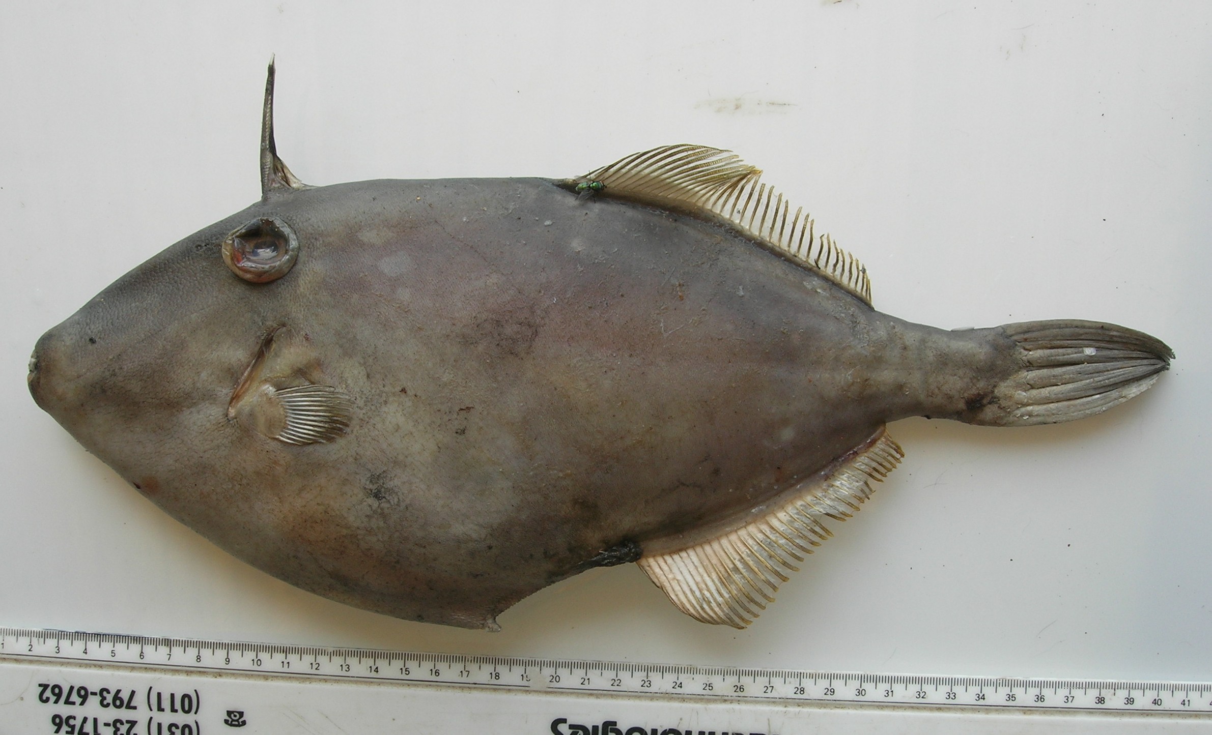 Thamnaconus modestoides (Barnard, 1927)