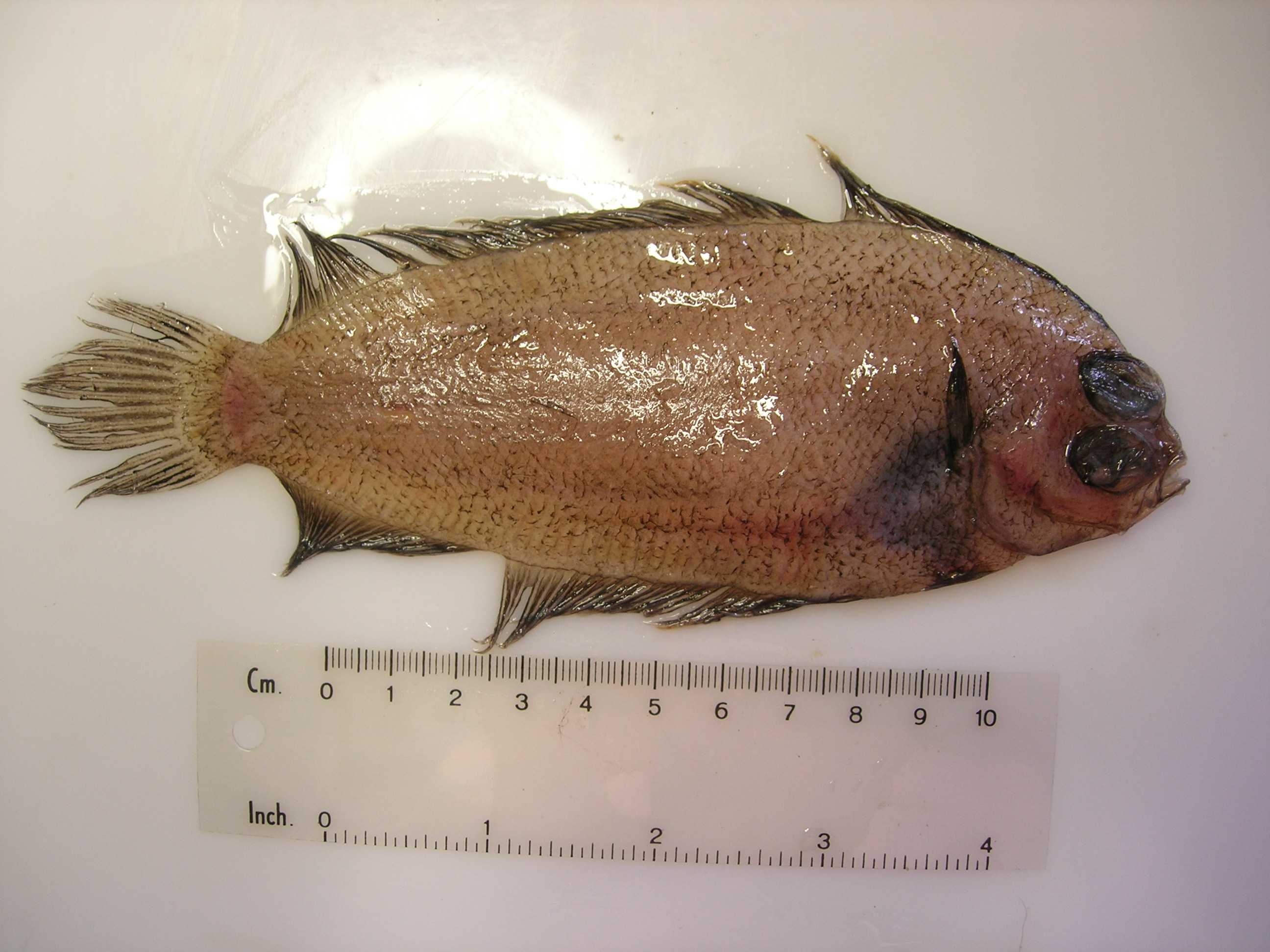 Poecilopsetta natalensis Norman, 1931