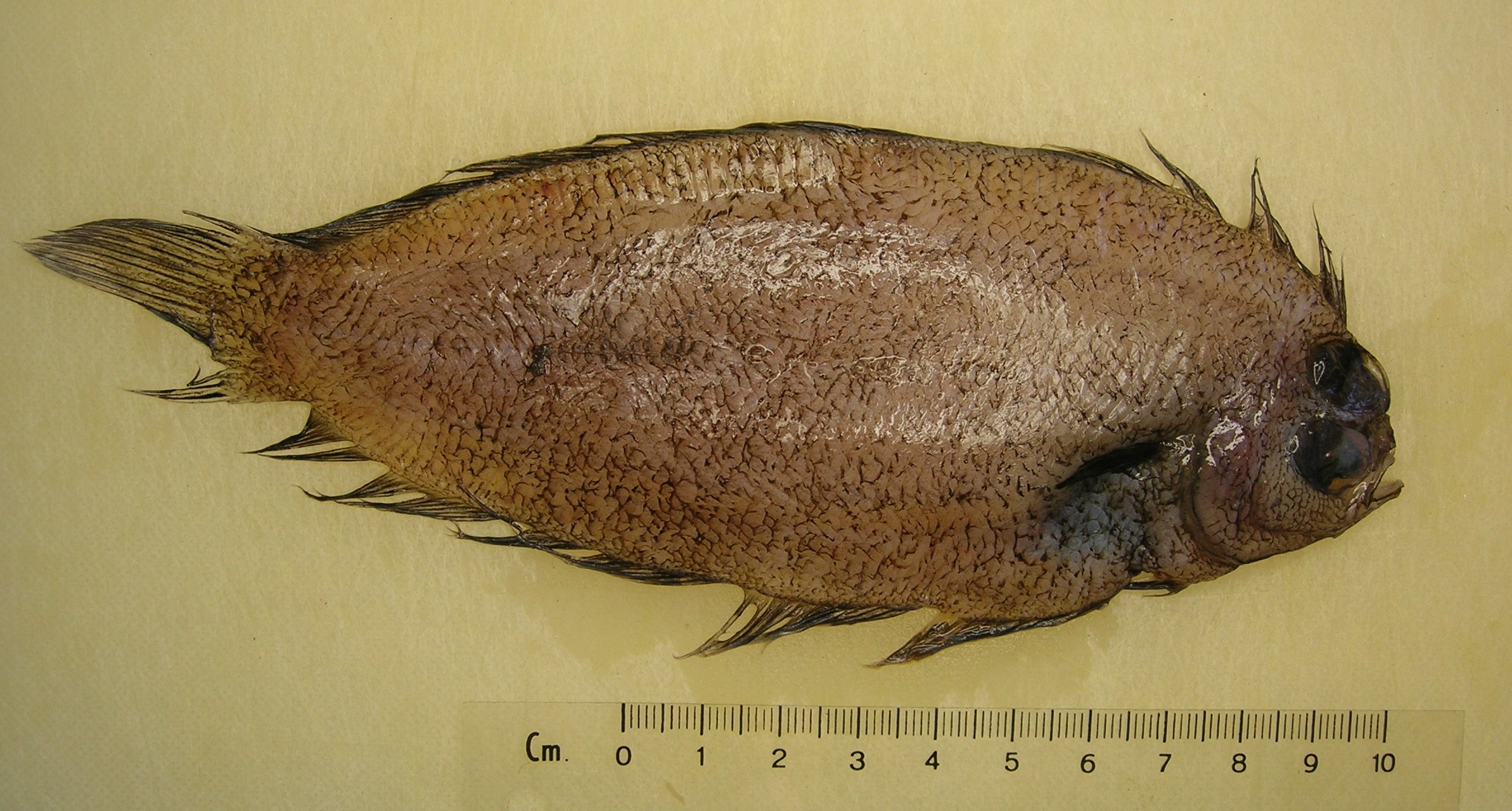 Poecilopsetta natalensis Norman, 1931