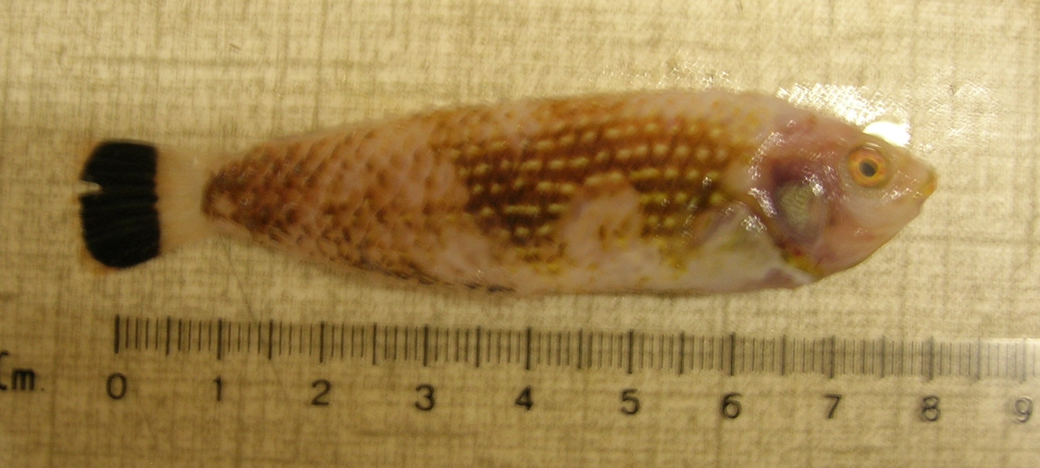 Anampses lineatus Randall, 1972