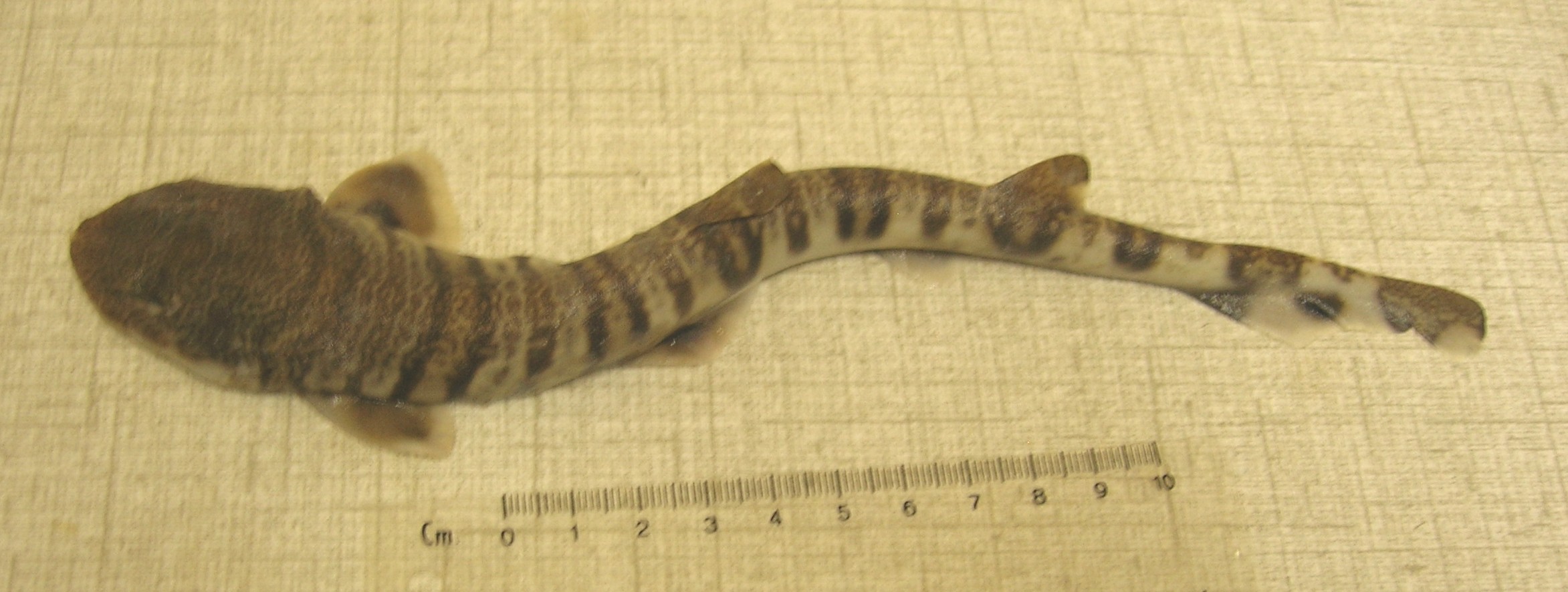 Halaelurus lineatus Bass, D'Aubrey & Kistnasamy, 1975