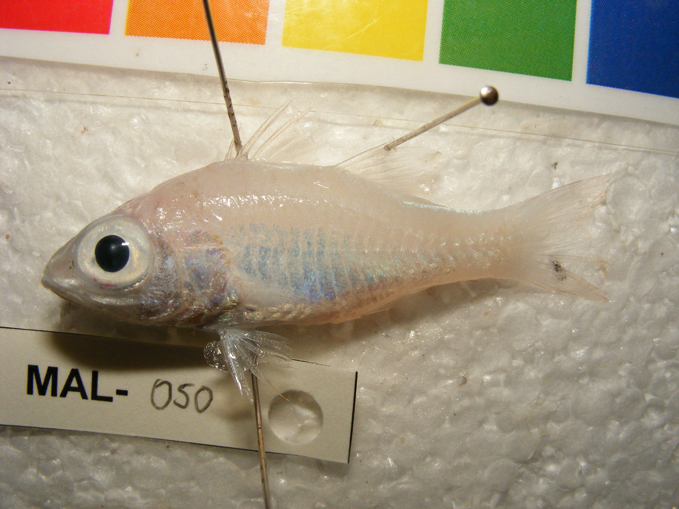 Apogon cyanosoma Bleeker, 1853