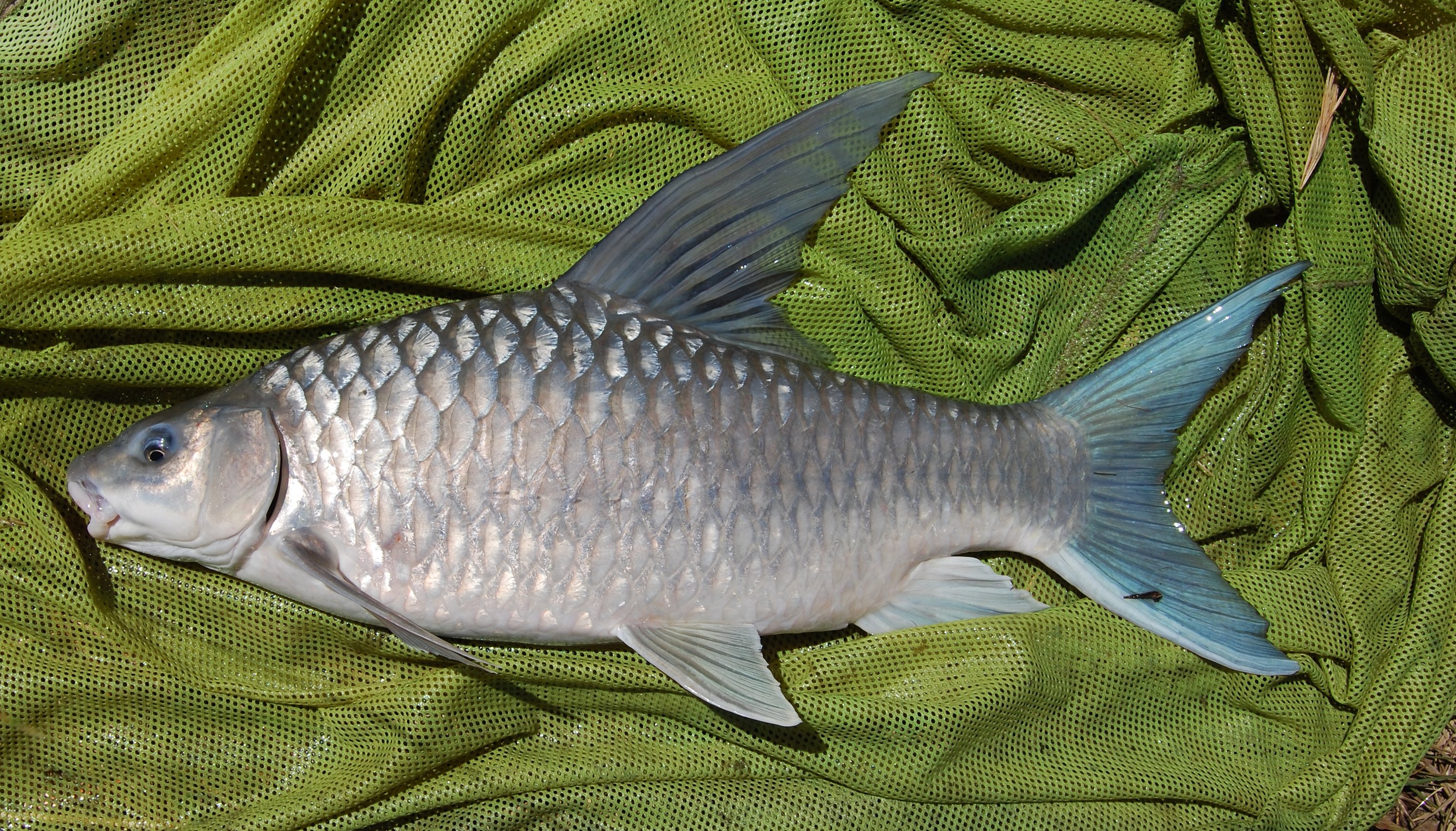 Labeobarbus codringtonii (Boulenger, 1908)