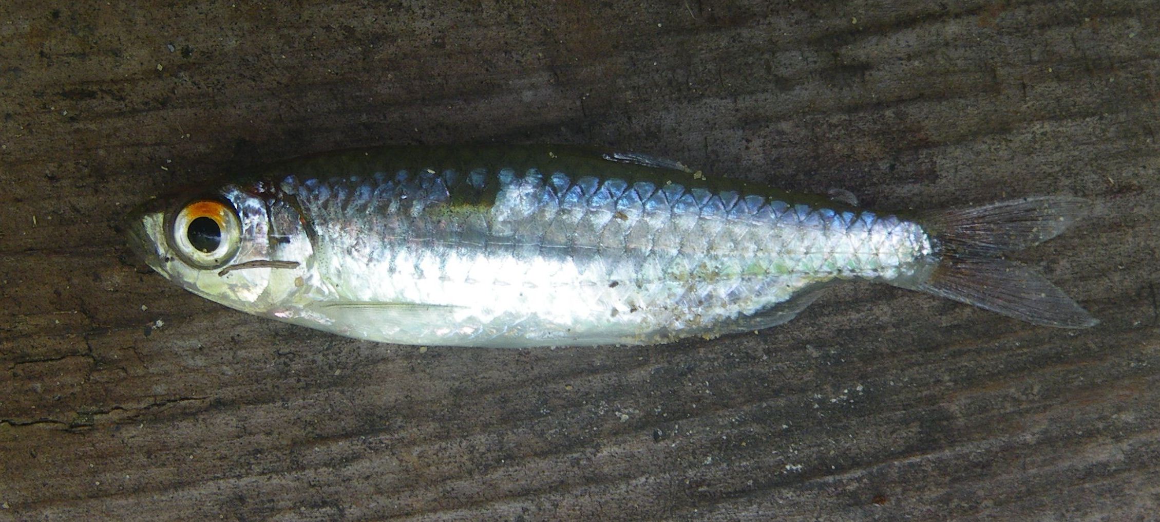 Micralestes sardina Poll, 1938