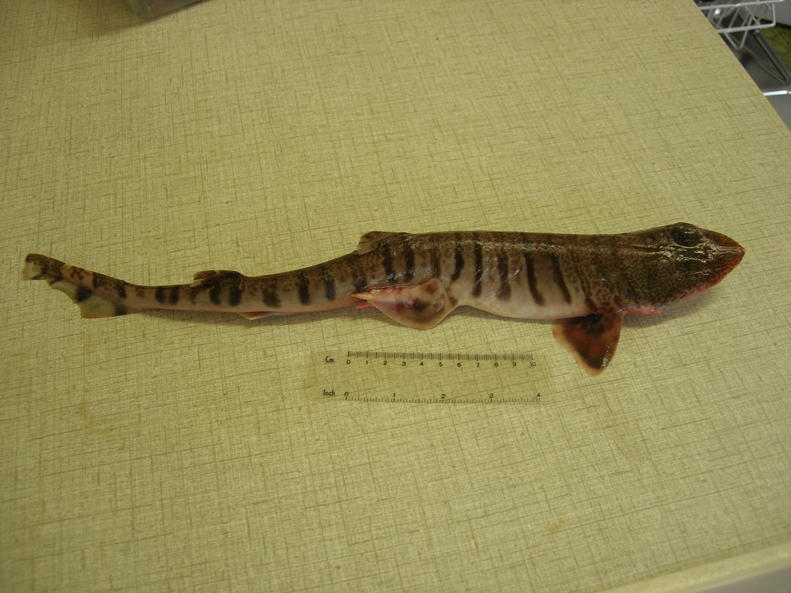 Halaelurus lineatus Bass, D'Aubrey & Kistnasamy, 1975