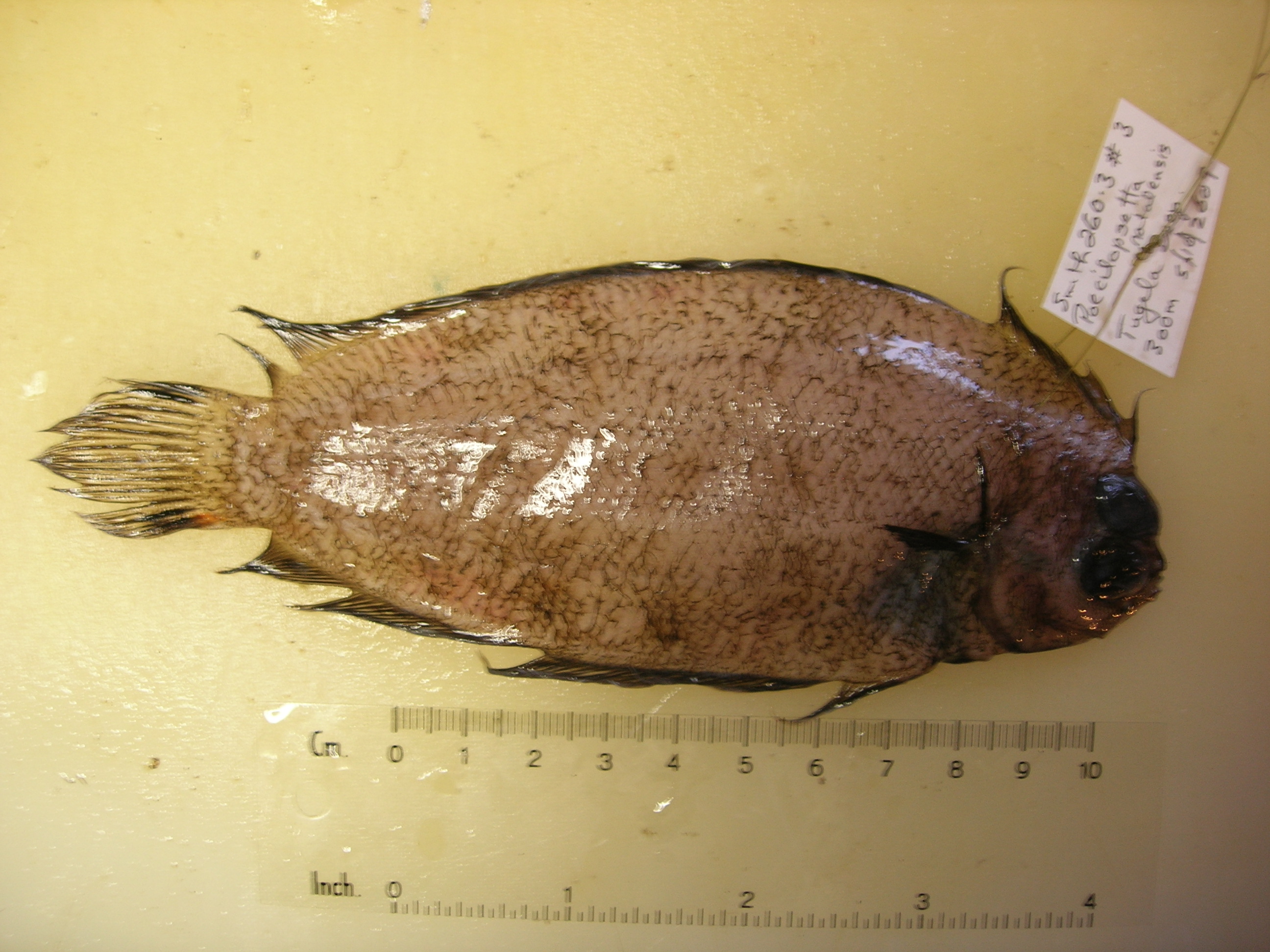 Poecilopsetta natalensis Norman, 1931