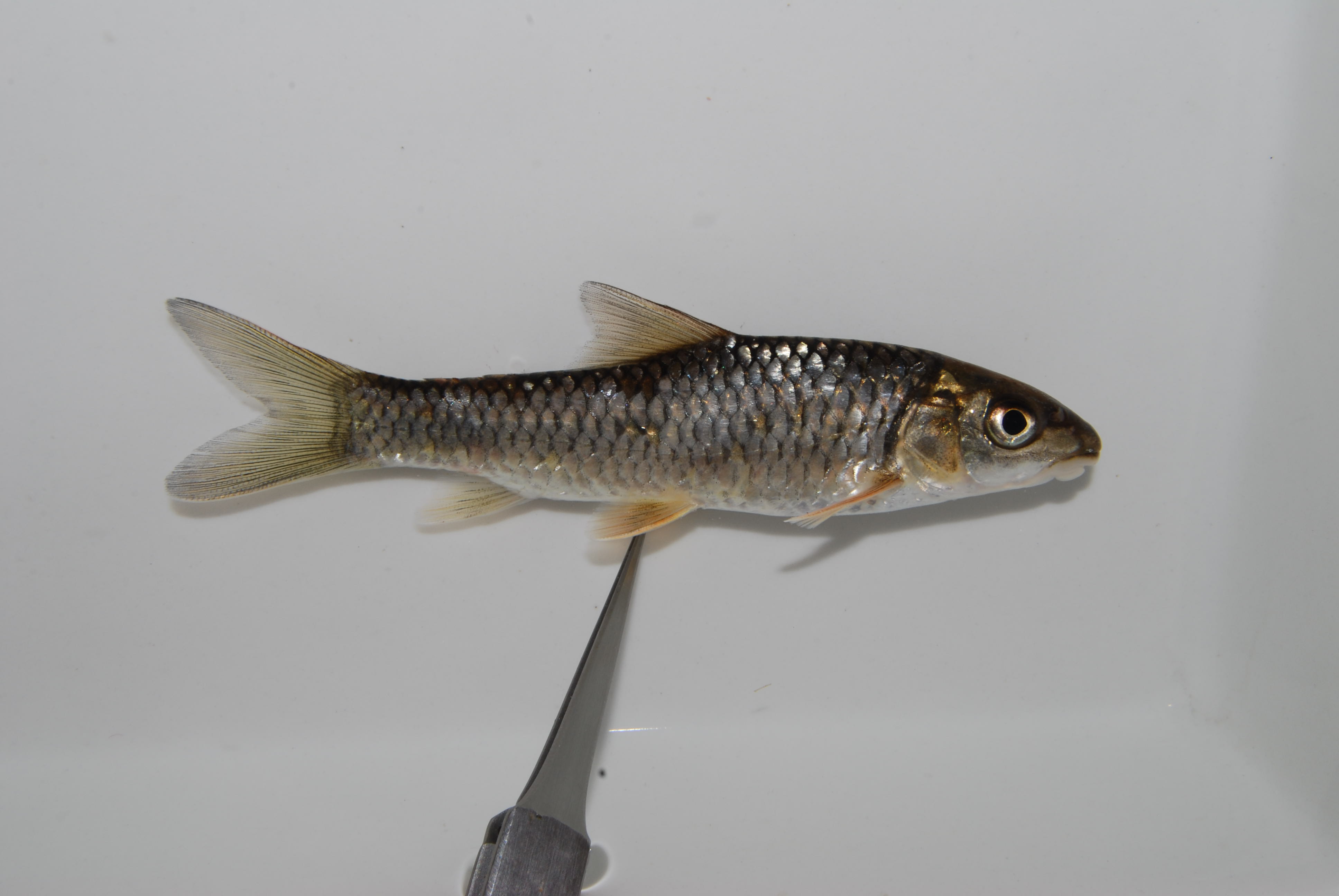 Labeobarbus codringtonii (Boulenger, 1908)