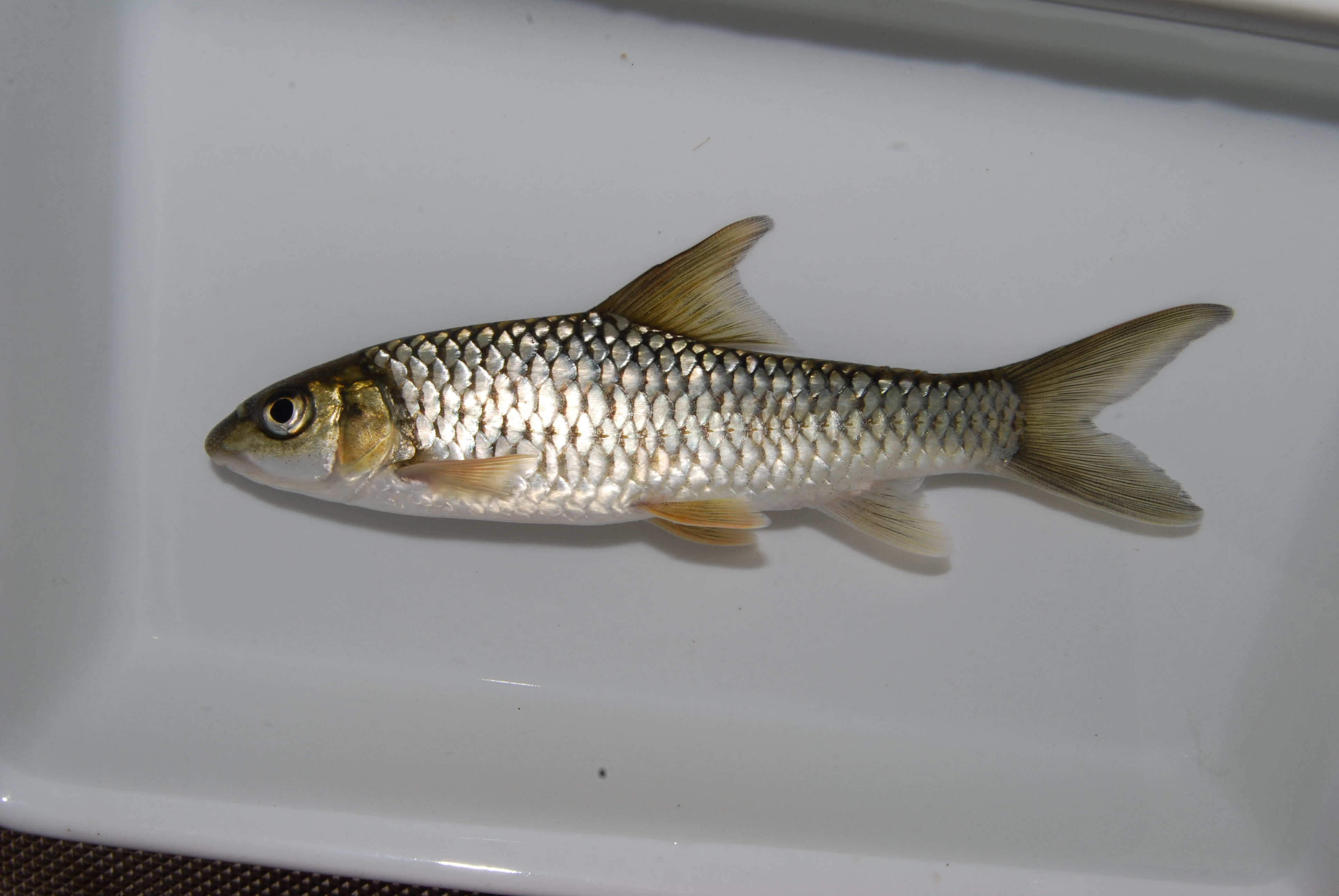 Labeobarbus codringtonii (Boulenger, 1908)