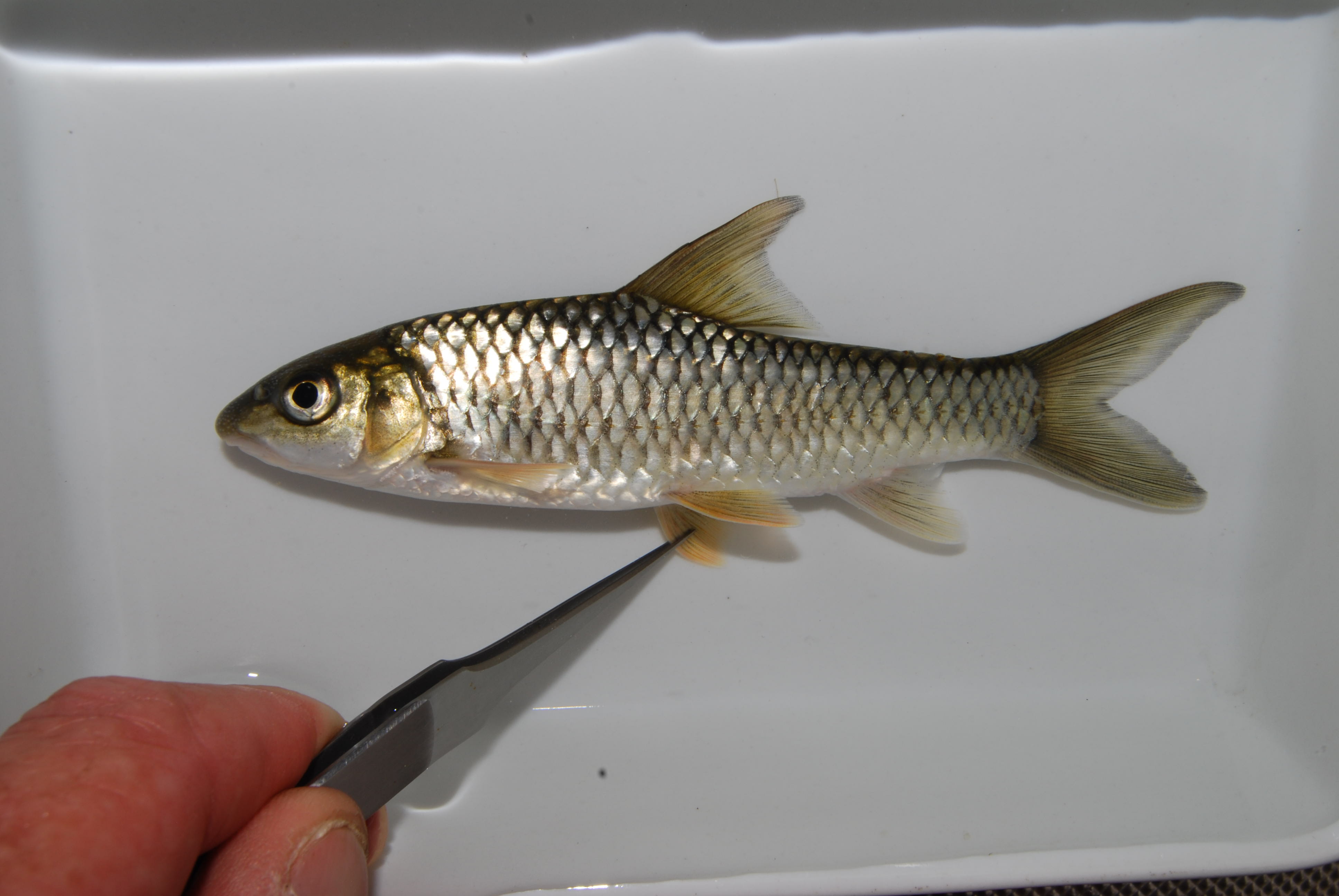 Labeobarbus codringtonii (Boulenger, 1908)